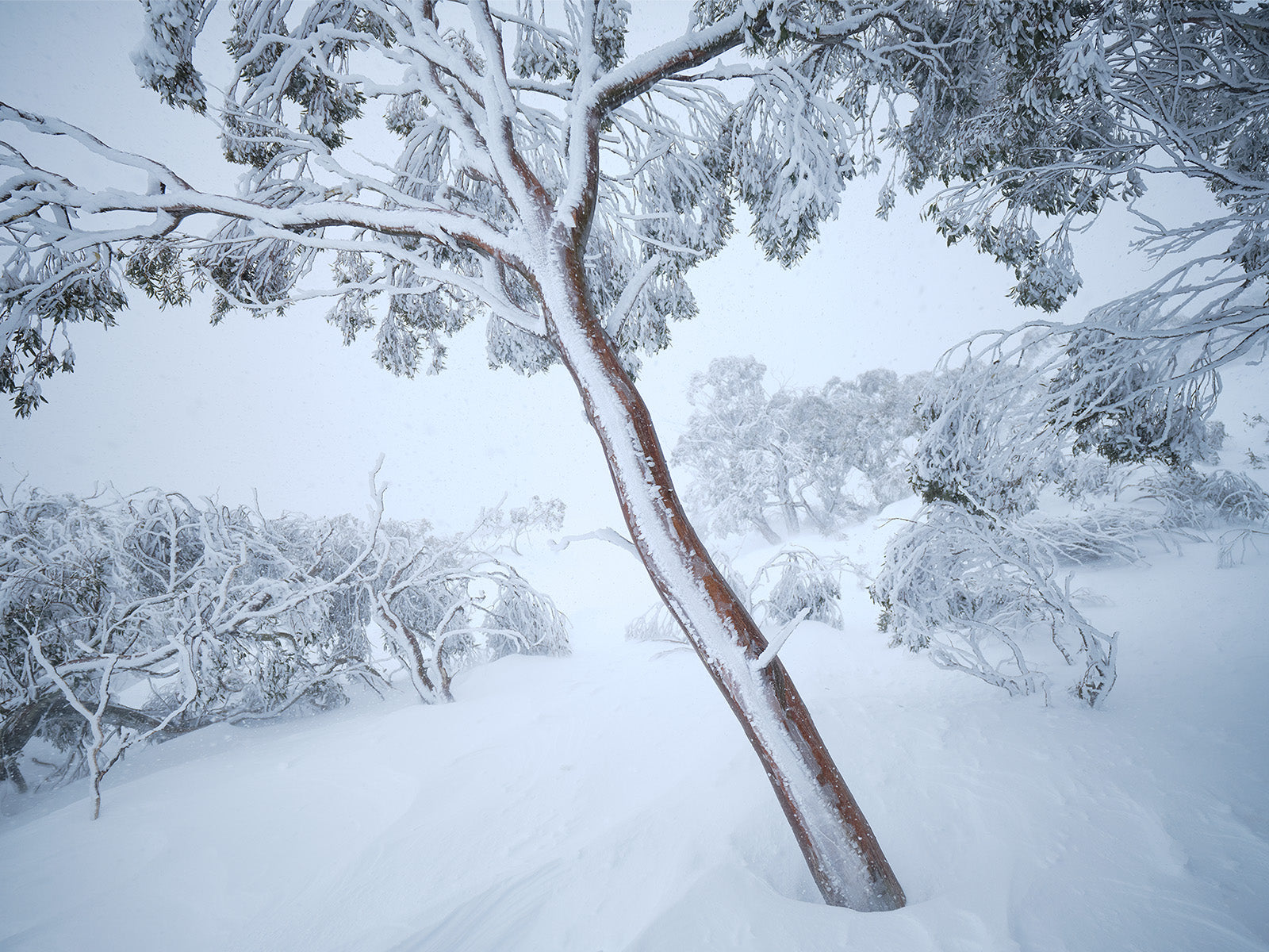 Fortitude Snow Gum, Kosciuszko National Park. Wall Art | Adam Resch ...